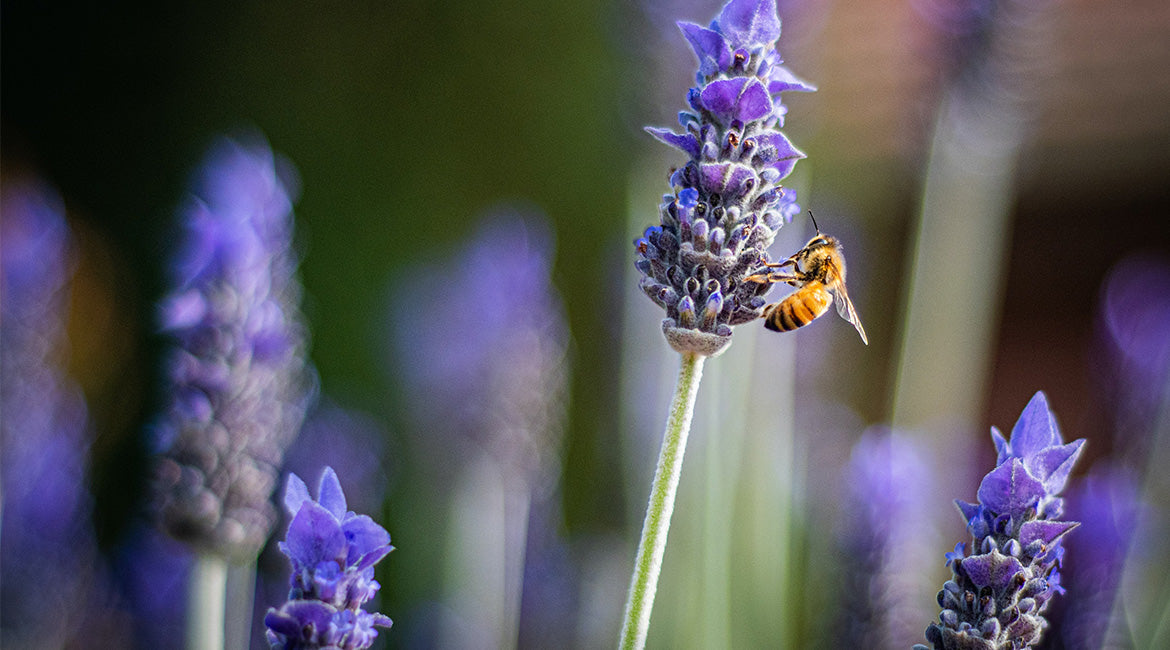 How to be a bee protector – The True Honey Co.